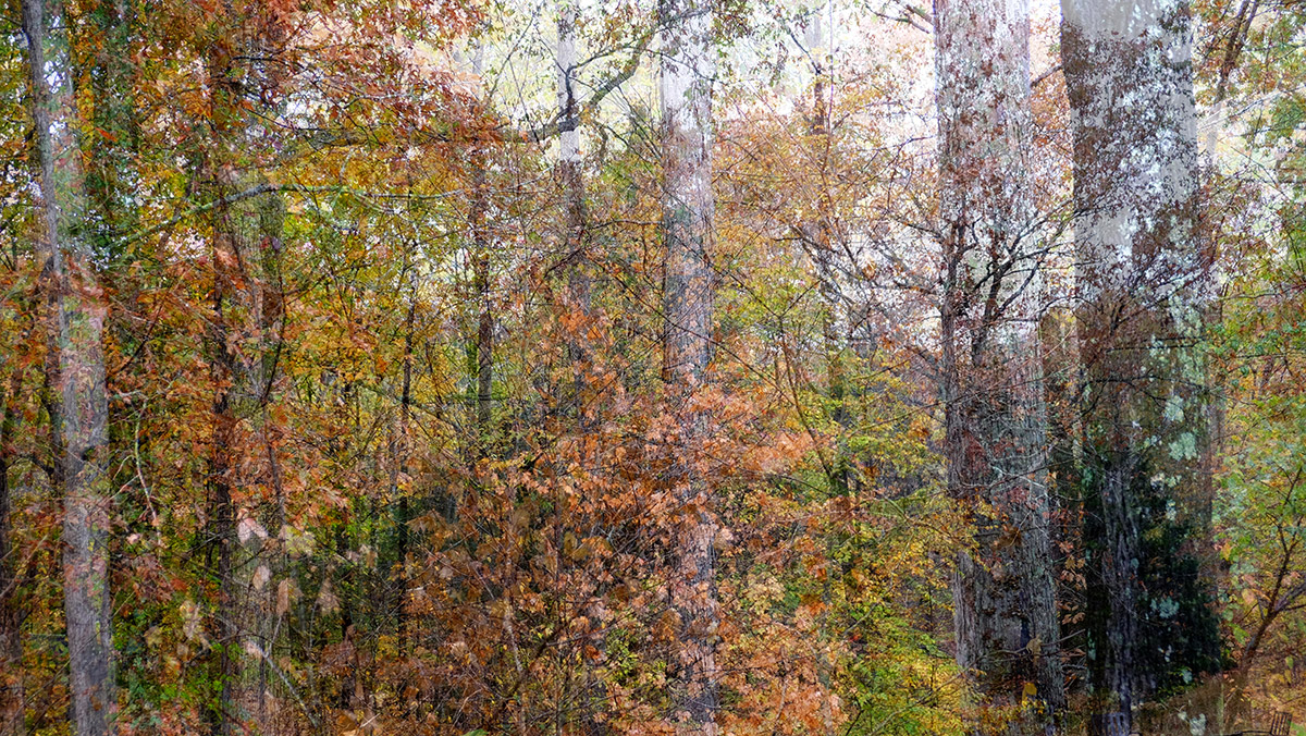 The Woods at Woodsmoor by Susan Bryant